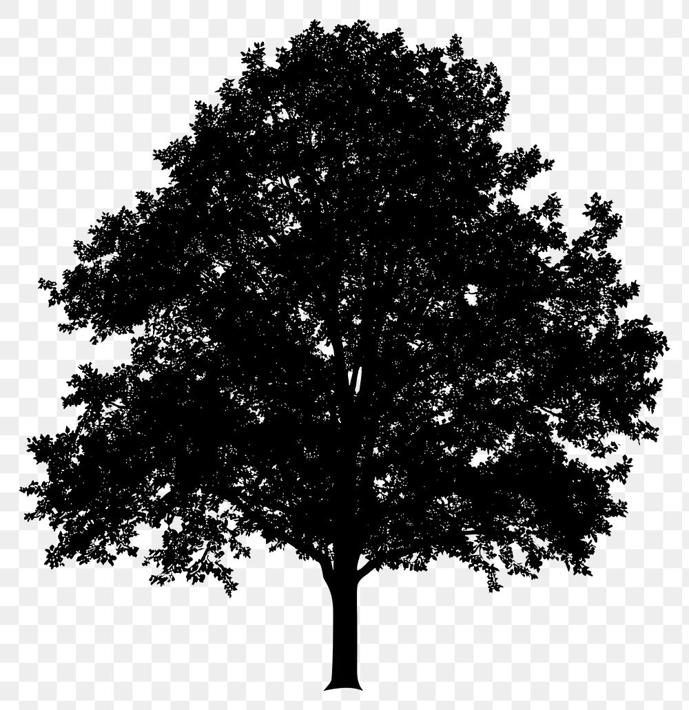 PNG Maple tree outline silhouette | Free PNG - rawpixel