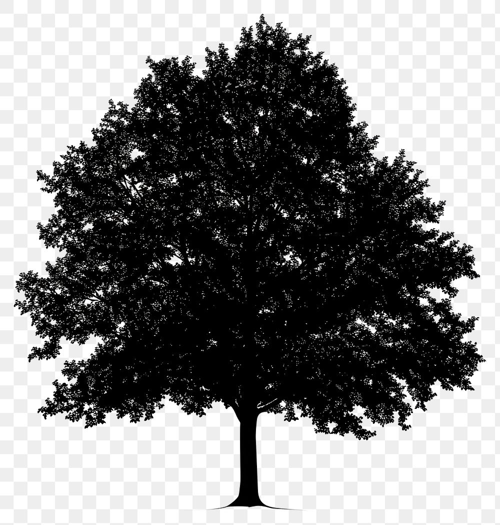 PNG Maple tree outline silhouette | Free PNG - rawpixel
