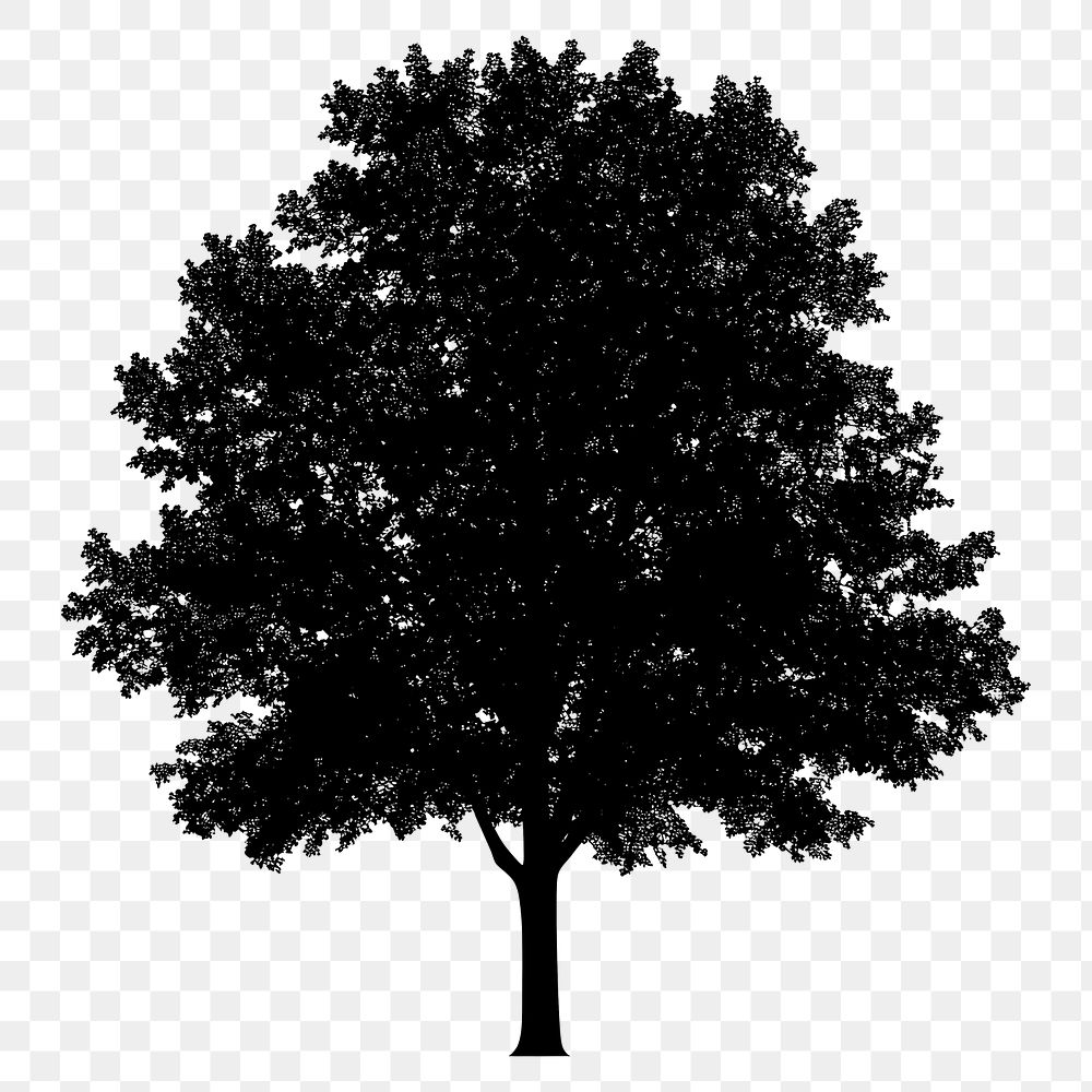 PNG Maple tree outline silhouette | Free PNG - rawpixel
