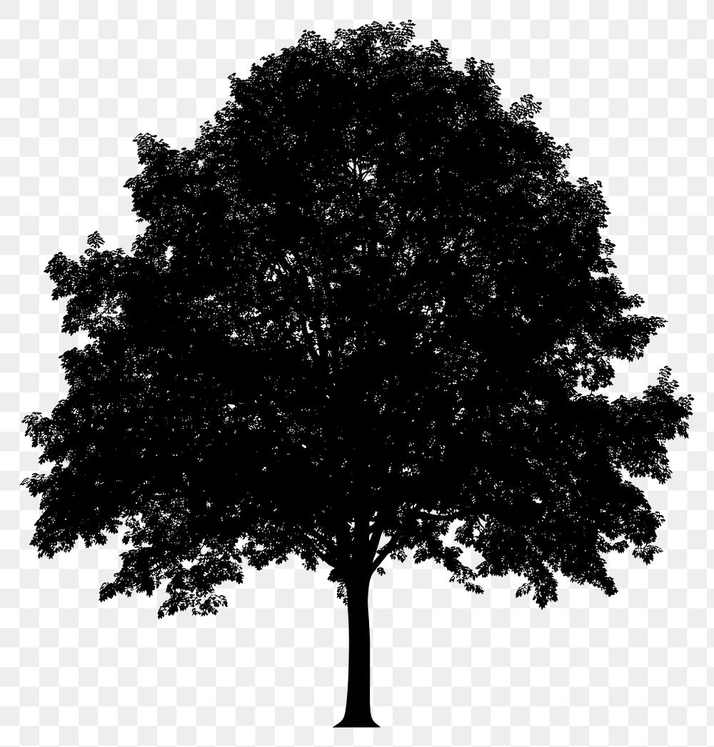 PNG Maple tree outline silhouette | Free PNG - rawpixel