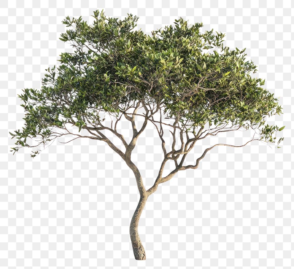 PNG Tree minimalist isolated illustration | Free PNG - rawpixel