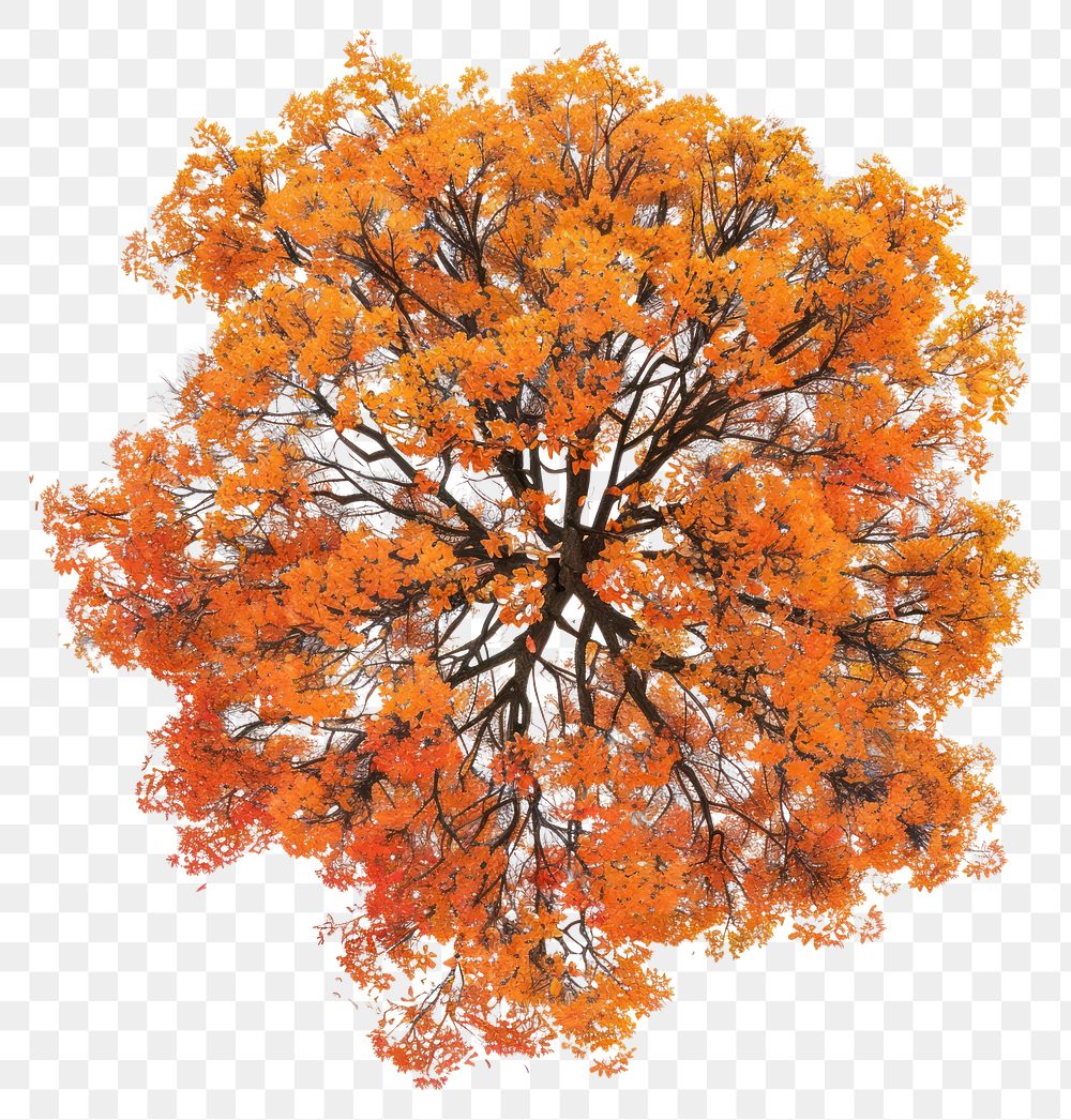 PNG Autumn tree leaves leaf | Free PNG - rawpixel