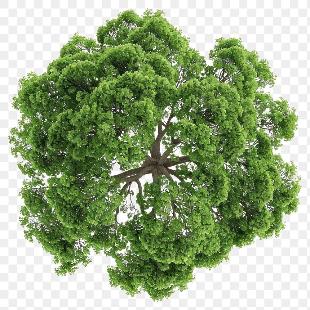 PNG Tree view top illustration. | Free PNG - rawpixel