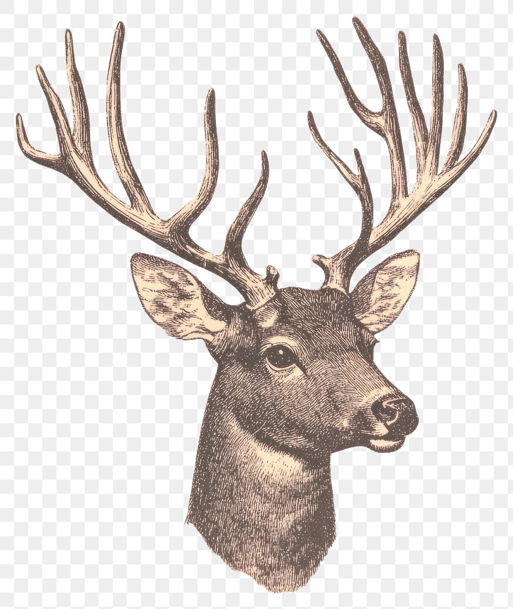 PNG Deer illustration wildlife drawing. | Free PNG - rawpixel