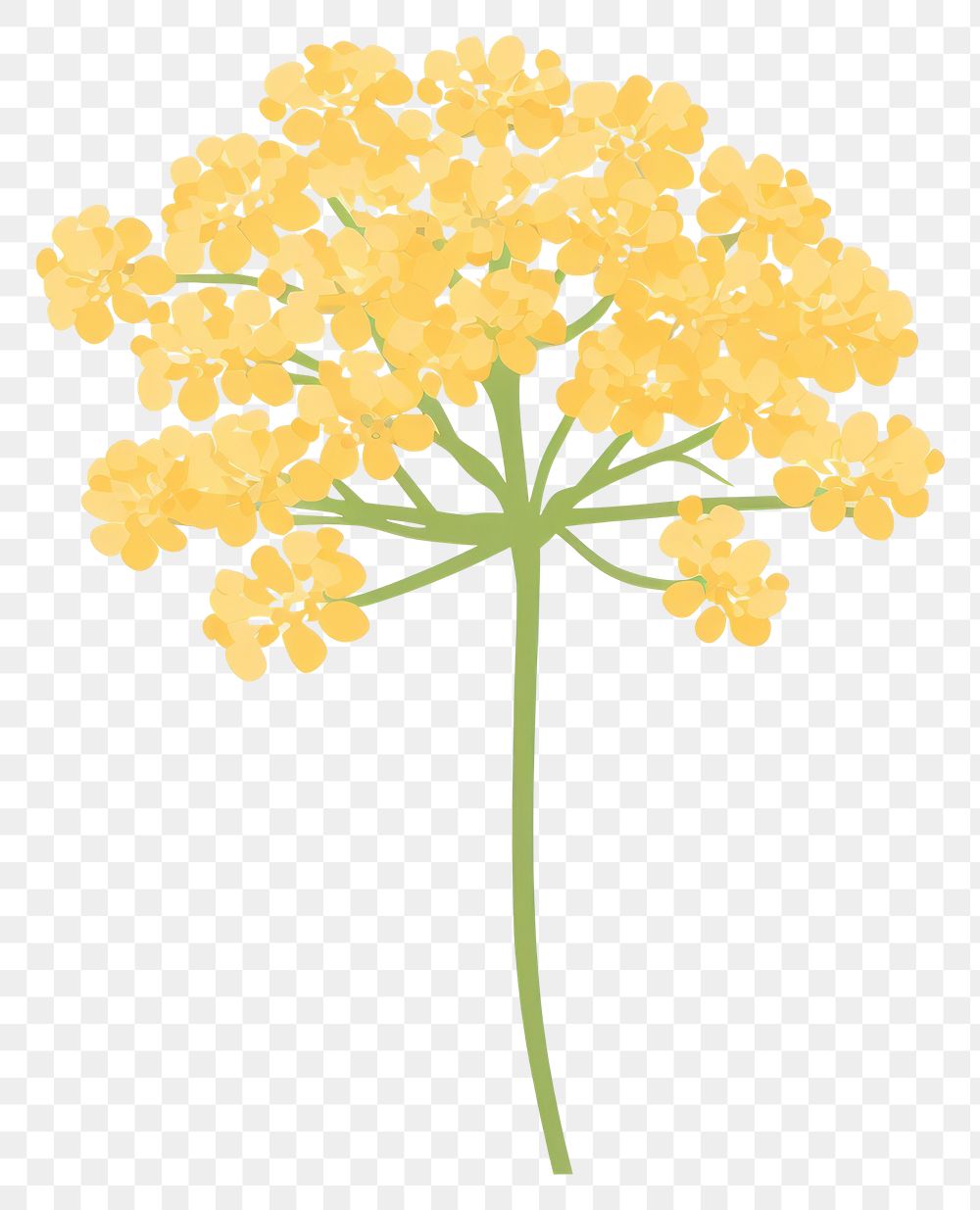 PNG Yarrow flower illustration plant | Free PNG - rawpixel
