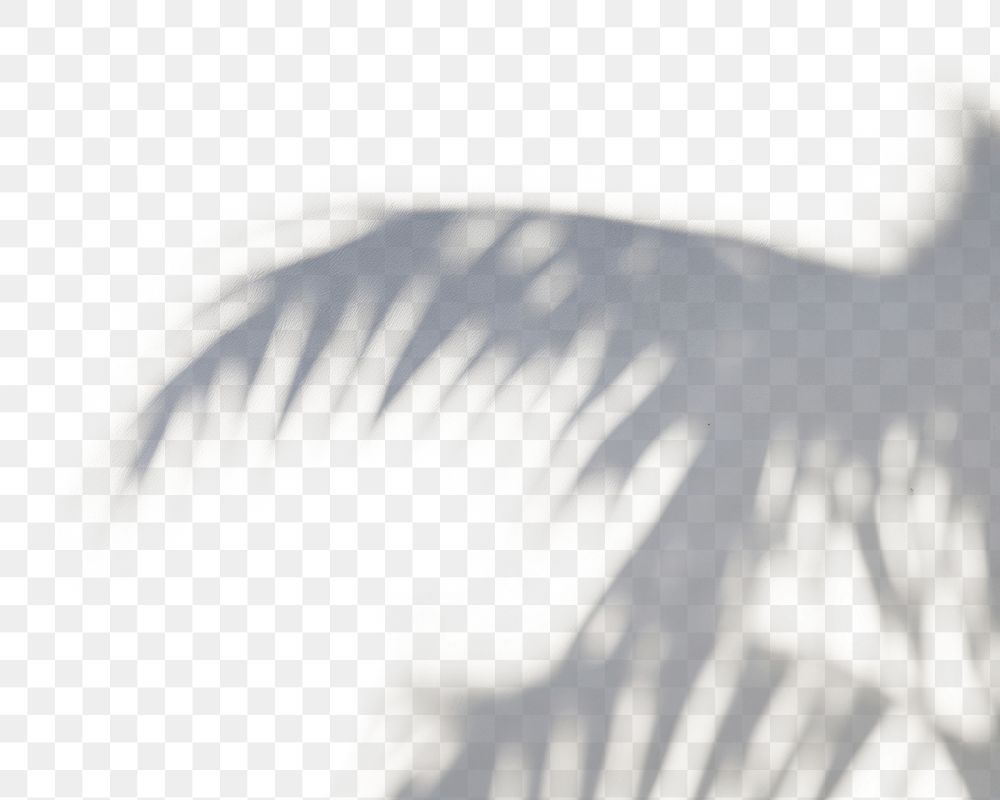 PNG Shadow palm tree leaf | Free PNG - rawpixel
