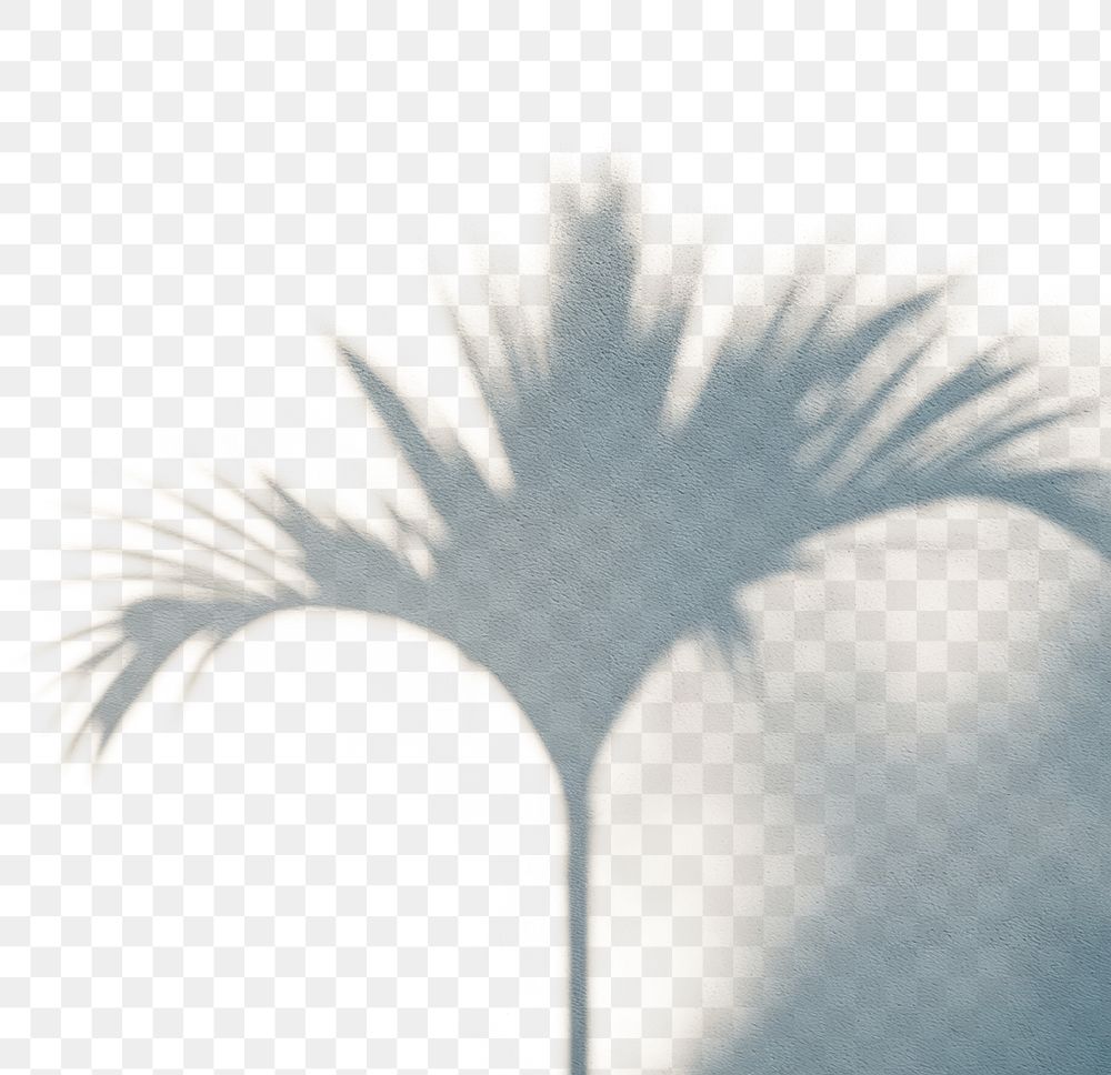 PNG Shadow palm tree leaf | Free PNG - rawpixel