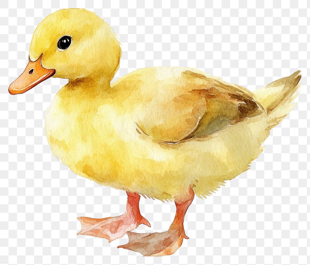 Duckling PNG Images | Free Photos, PNG Stickers, Wallpapers ...