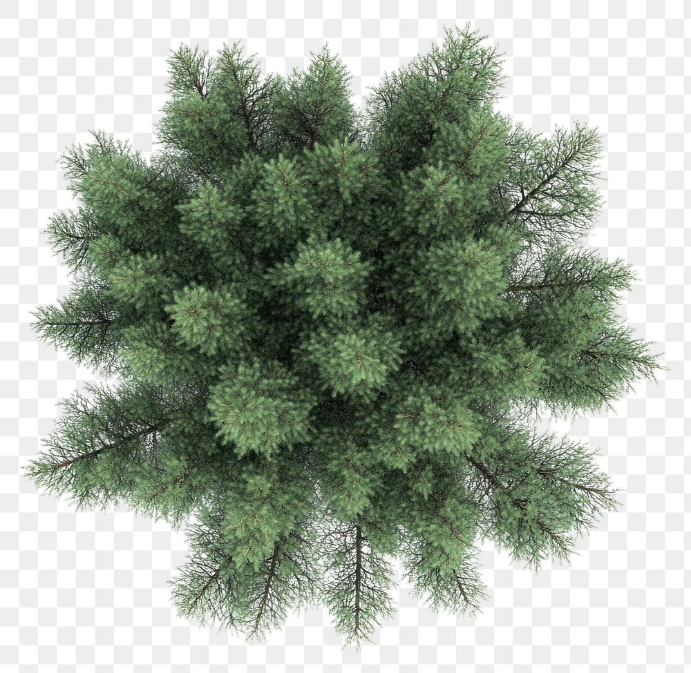 PNG Pine trees photography nature | Free PNG - rawpixel