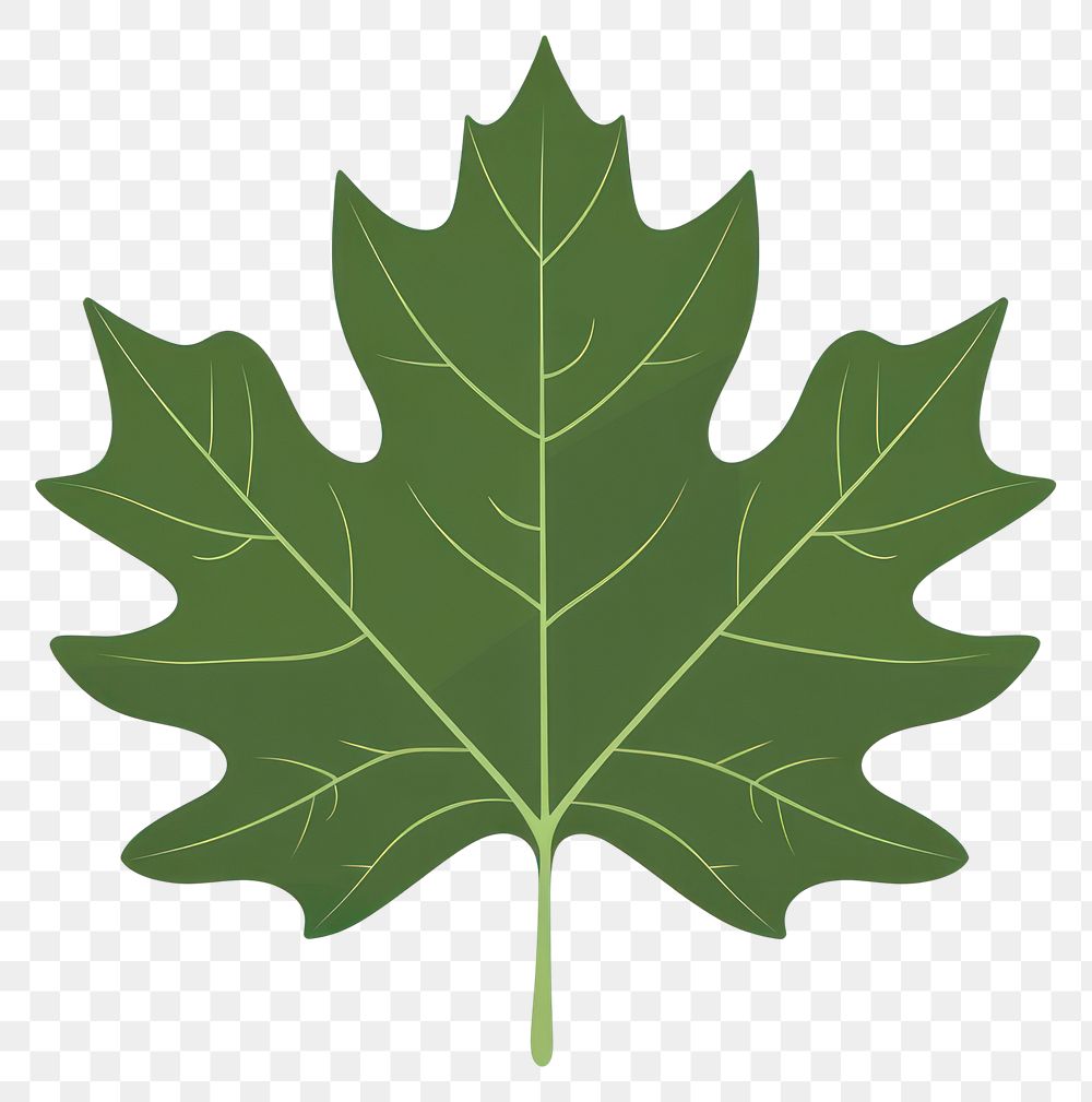 PNG Green sycamore leaf illustration | Free PNG - rawpixel