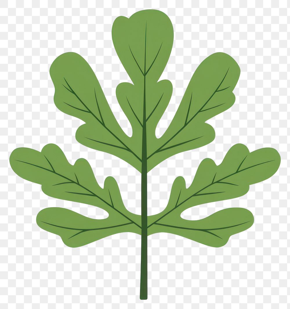 PNG Green reniform leaf illustration | Free PNG - rawpixel
