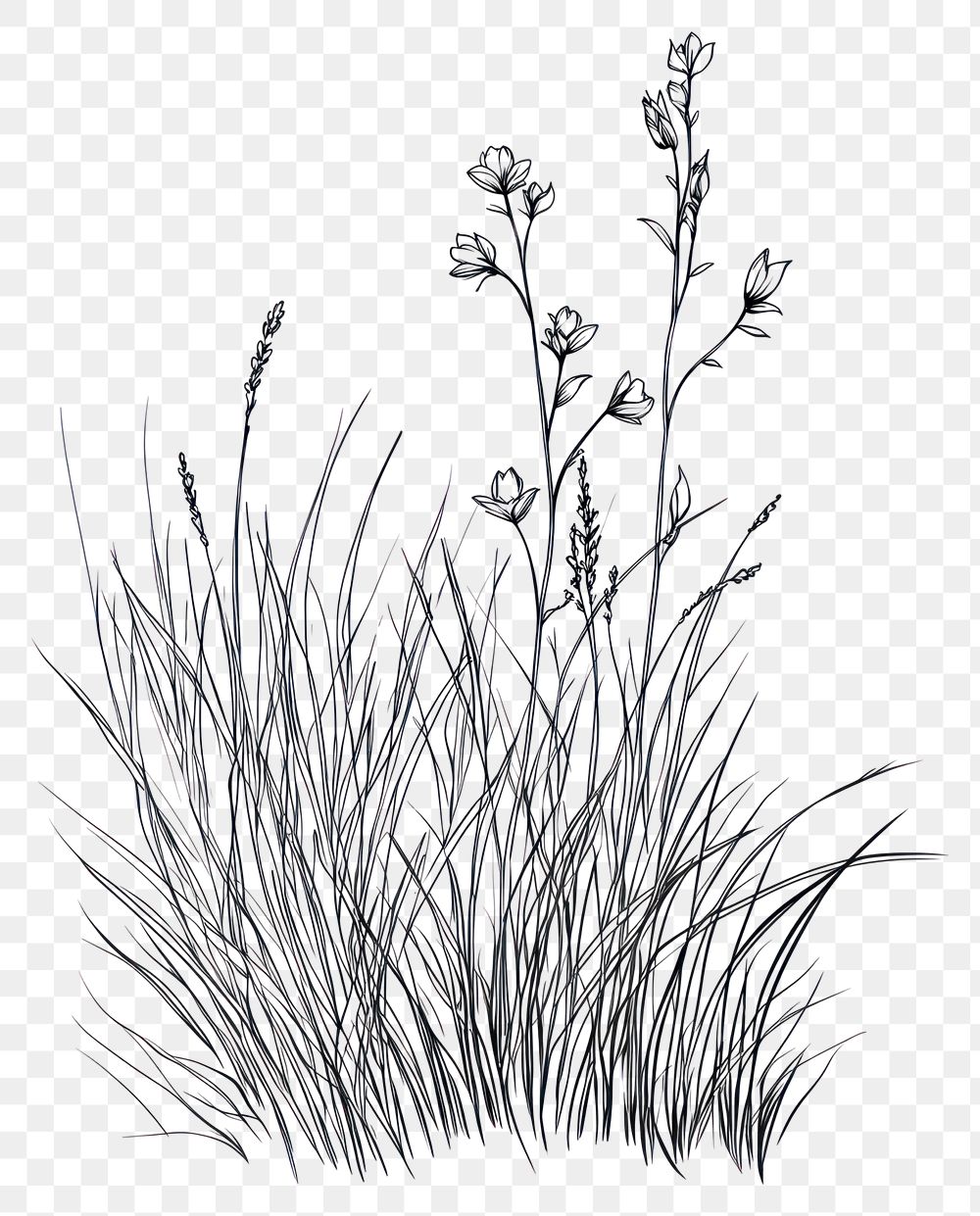 PNG Meadow line grass drawing | Free PNG - rawpixel