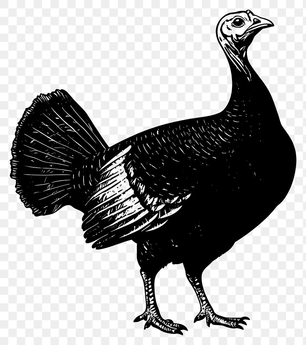 PNG Wild turkey strutting illustration | Free PNG - rawpixel