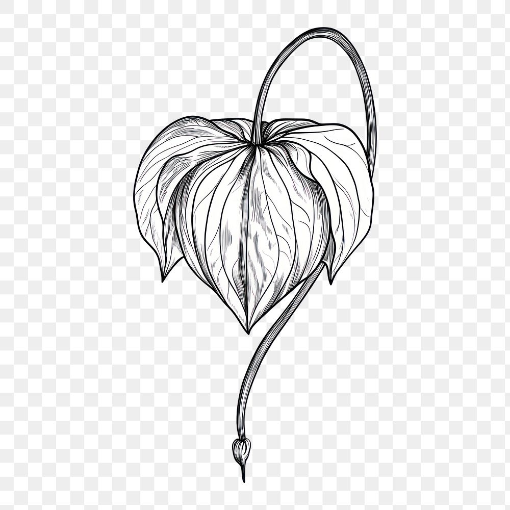 Physalis Images | Free Photos, PNG Stickers, Wallpapers & Backgrounds ...