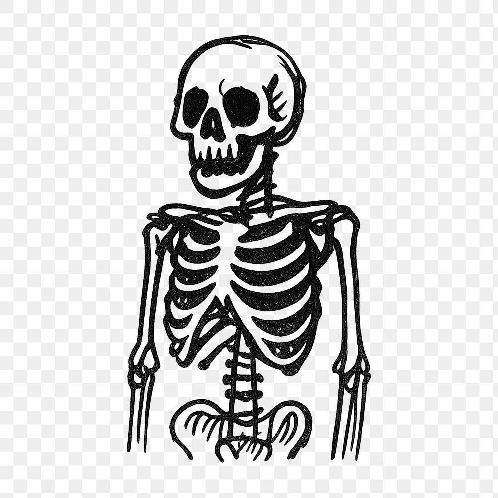 PNG Anatomical skeletal illustration PNG | Free PNG - rawpixel