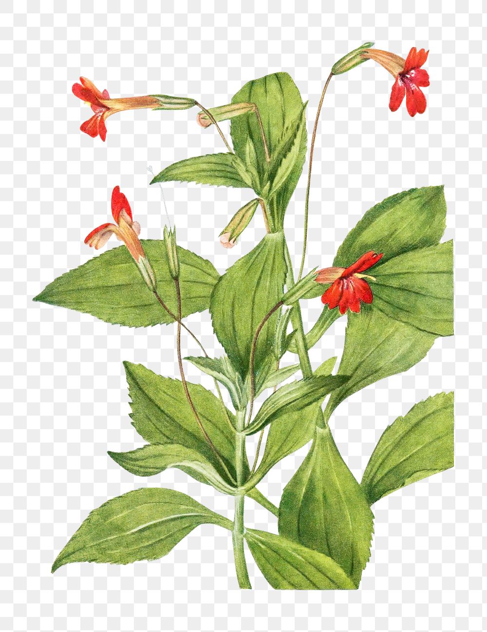 PNG Cardinal Monkey Flower North | Free PNG - rawpixel