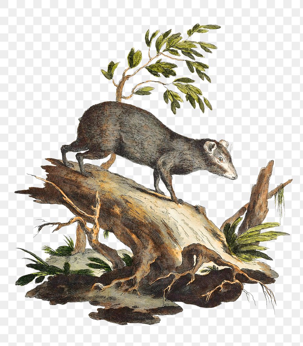 PNG Agouti Descrizioni Degli Animali, | Premium PNG - rawpixel