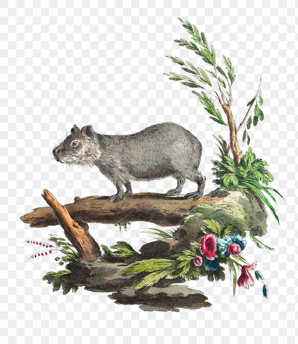 Transparent Capybara Images | Free Photos, PNG Stickers, Wallpapers ...