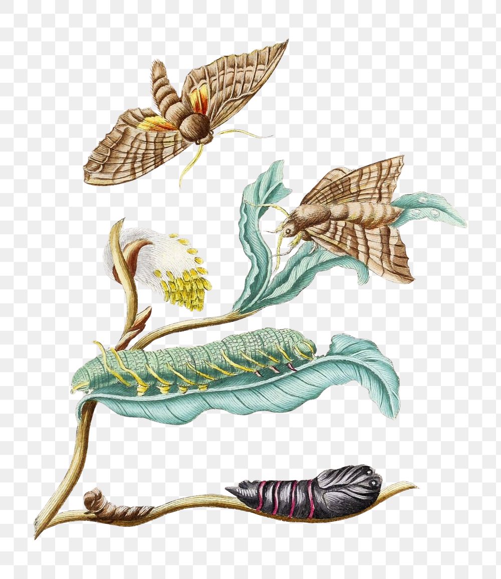 Pupa Chrysalis Images | Free Photos, PNG Stickers, Wallpapers ...