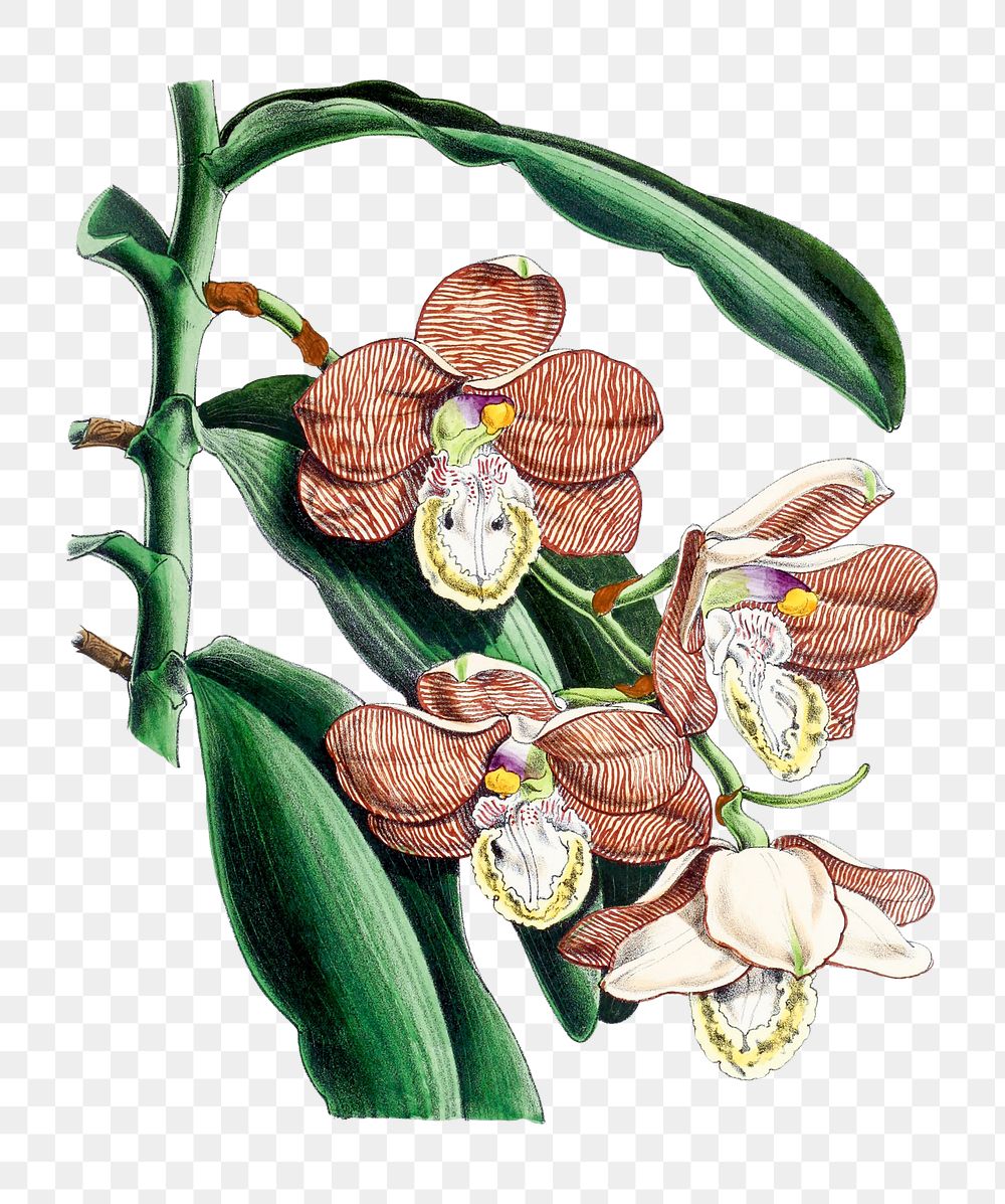 PNG Vanda Cathcartii Orchid Floral | Free PNG - rawpixel