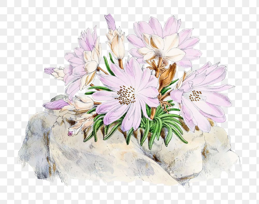 PNG Lewisia Rediviva or Bitterroot | Free PNG - rawpixel