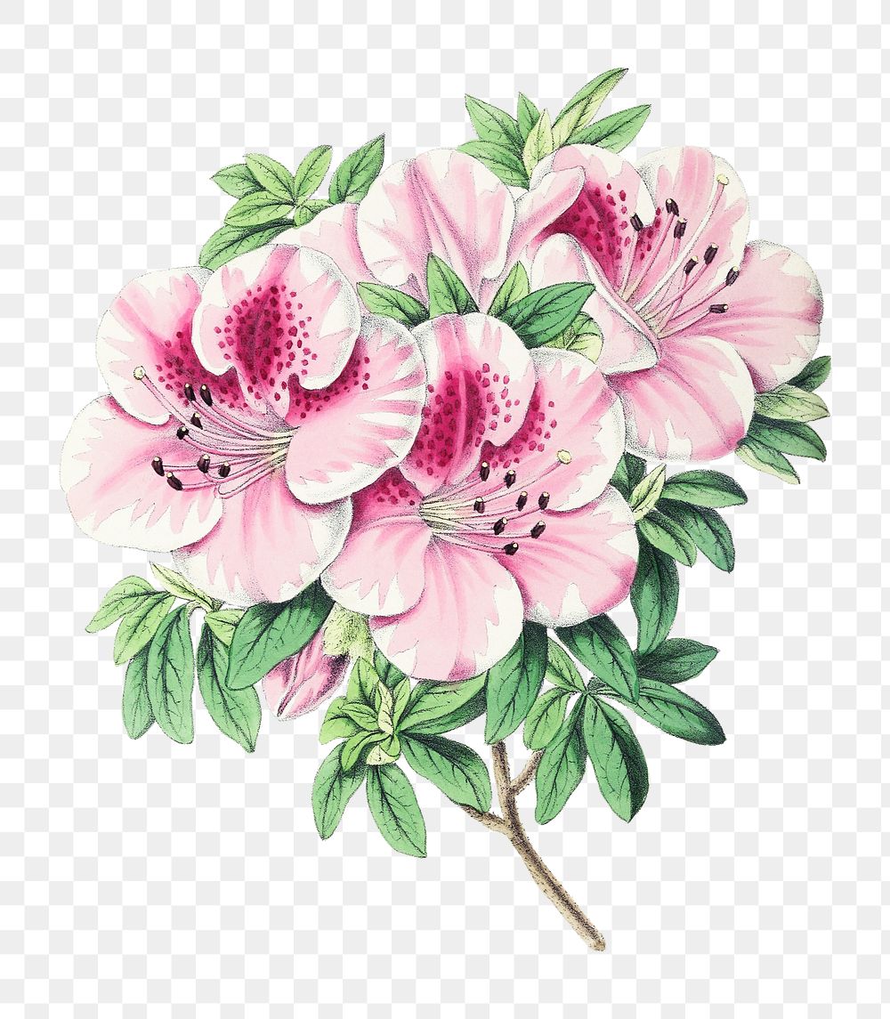 PNG Pink Azalea Floral Magazine | Free PNG - rawpixel