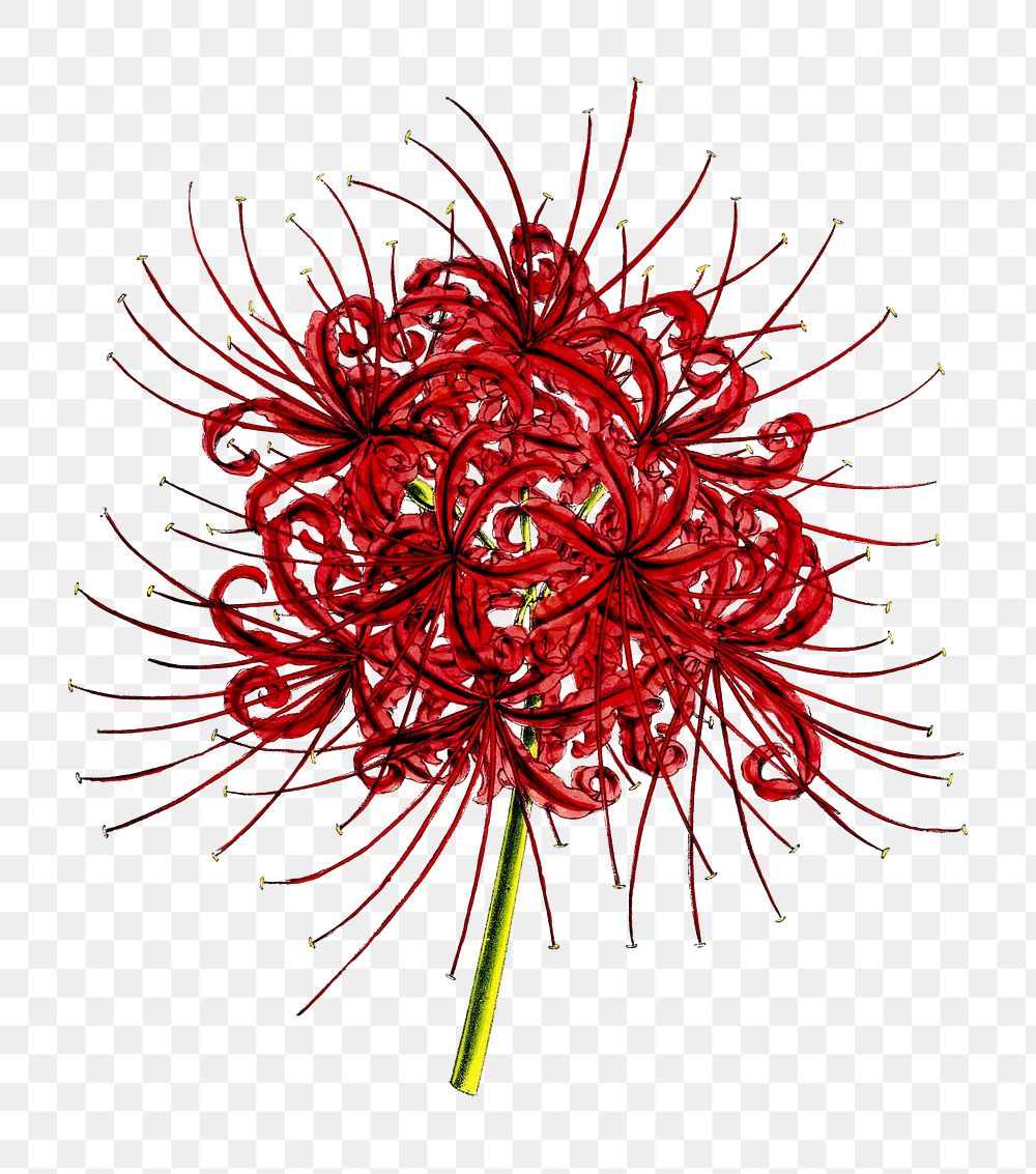 PNG Red spider lily Floral | Free PNG - rawpixel