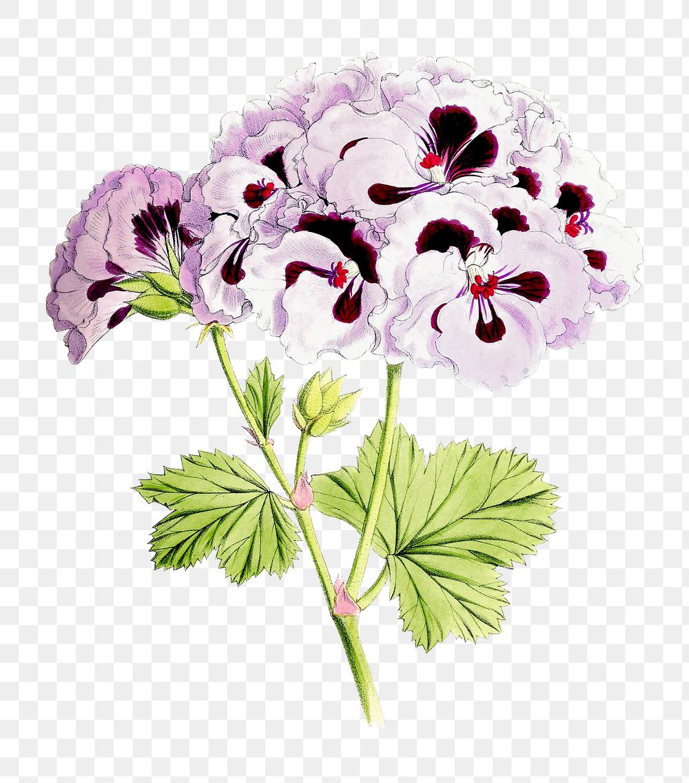PNG Decorative Pelargoniums or Geraniums | Free PNG - rawpixel