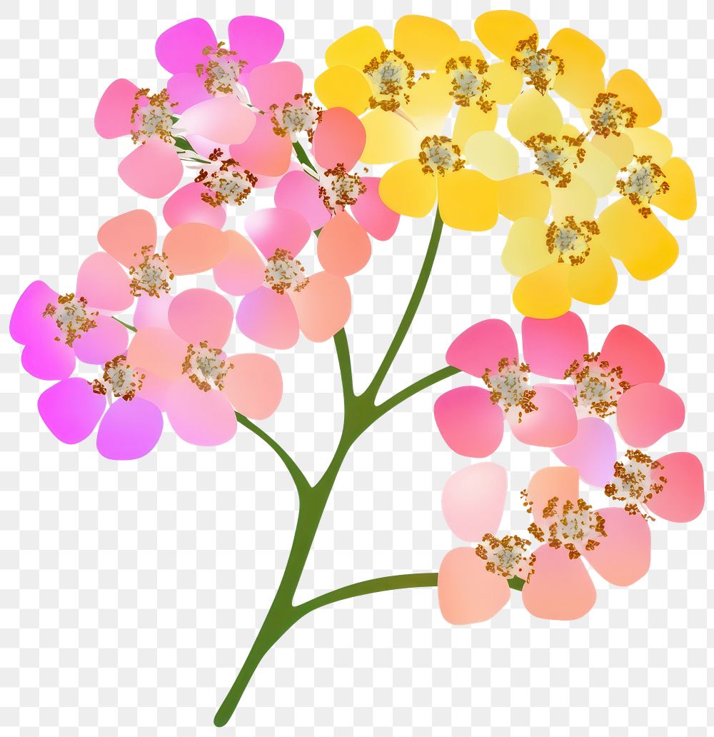 PNG Yarrow flower illustration floral. | Free PNG - rawpixel