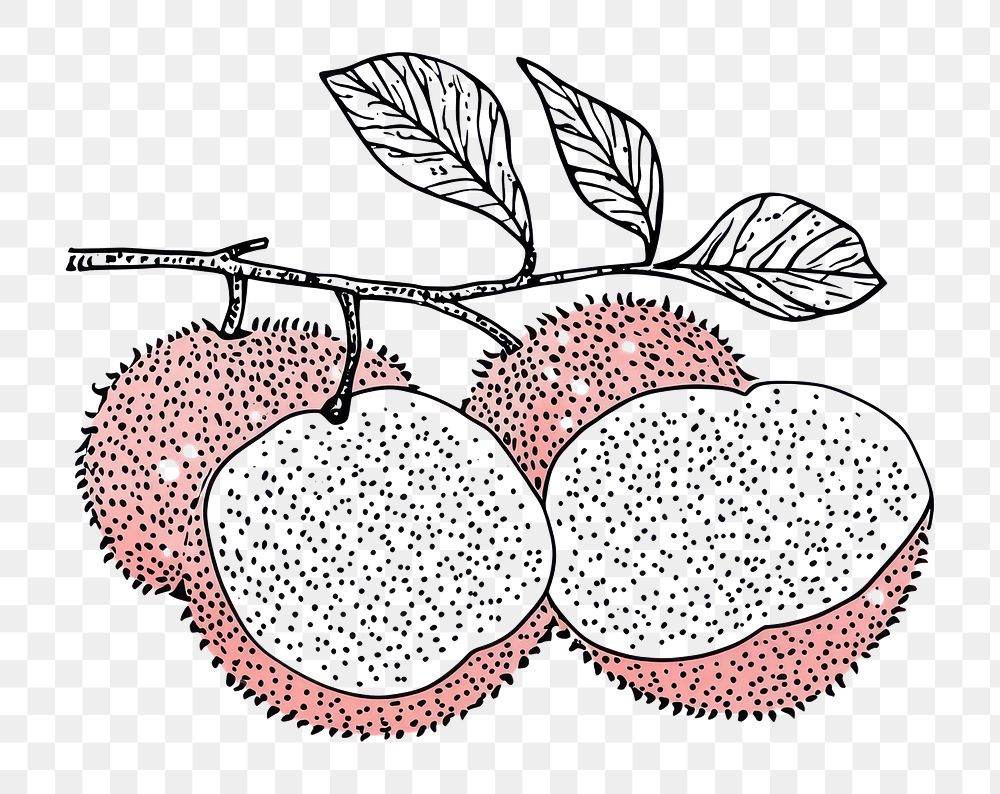 PNG Lychee illustration drawing sketch. | Free PNG - rawpixel
