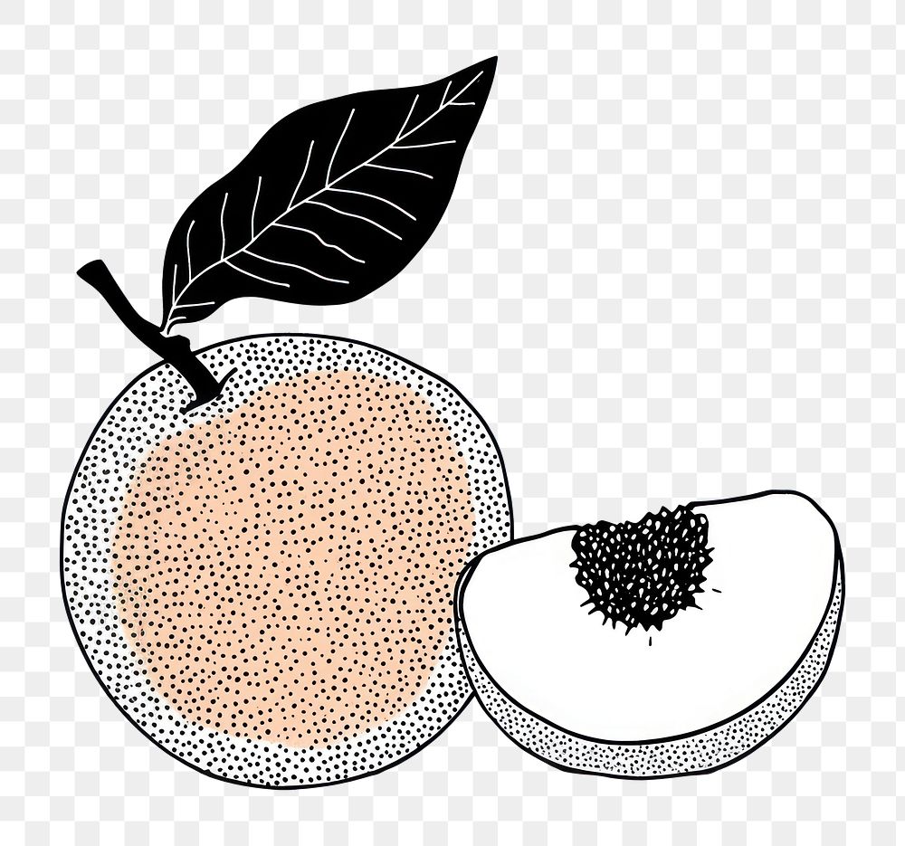PNG Peach illustration drawing fruit. | Free PNG - rawpixel