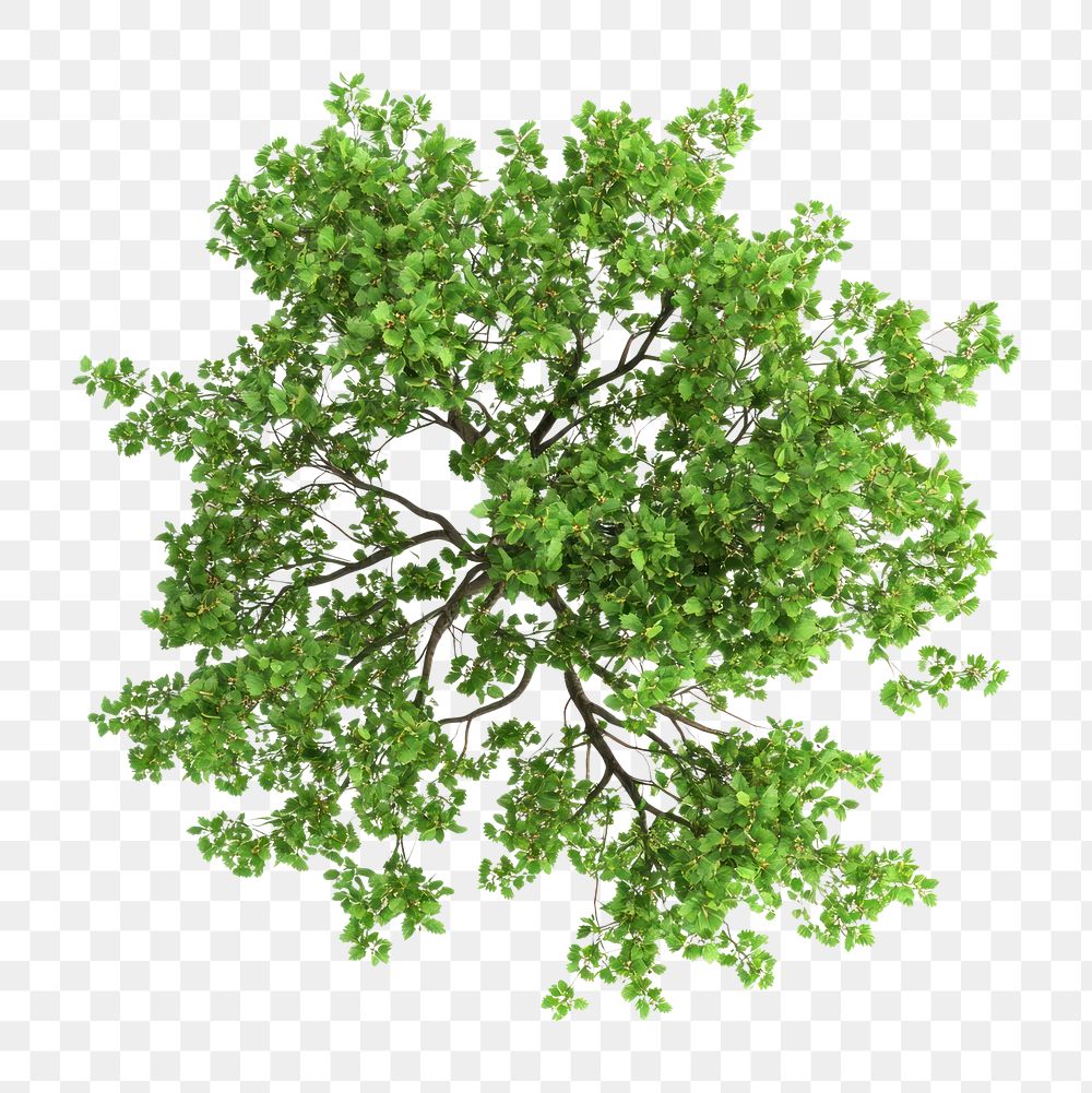 PNG Real sycamore tree photography | Free PNG - rawpixel