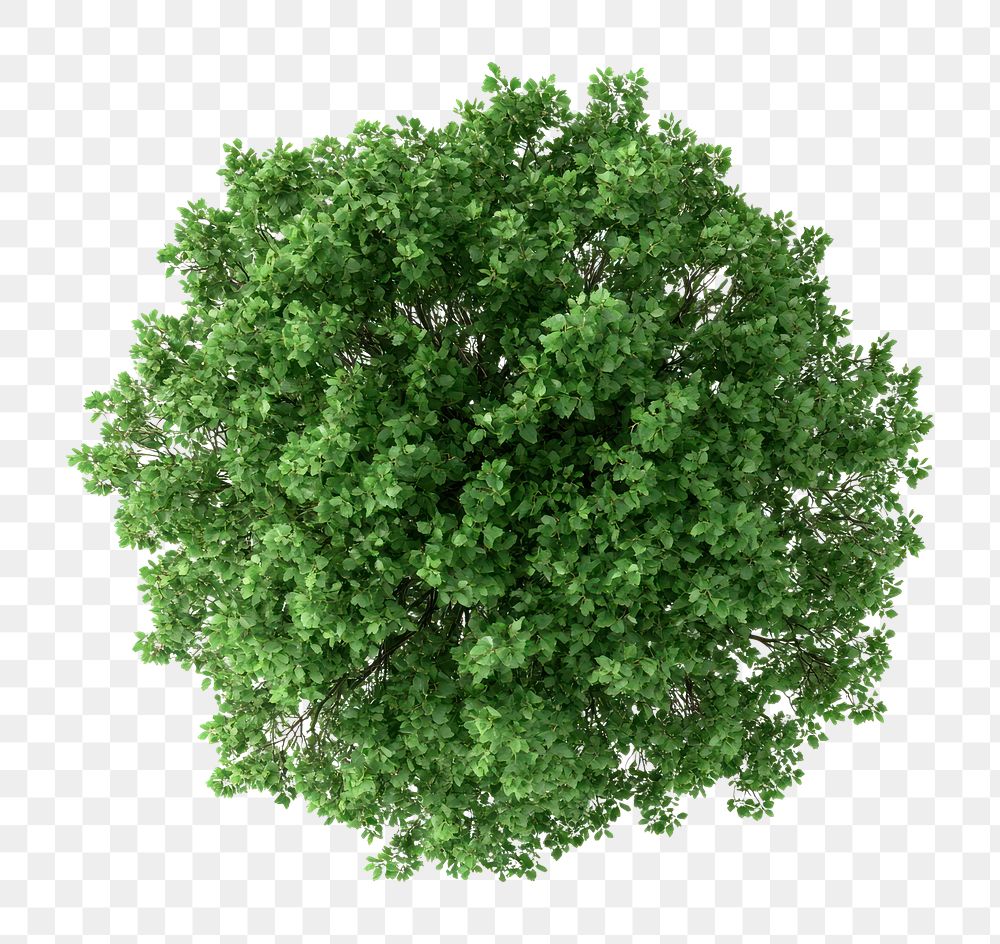 PNG Real sycamore tree photography | Free PNG - rawpixel