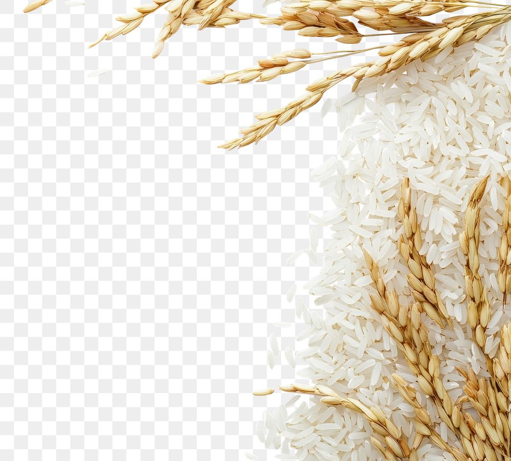 PNG White rice border background | Free PNG - rawpixel