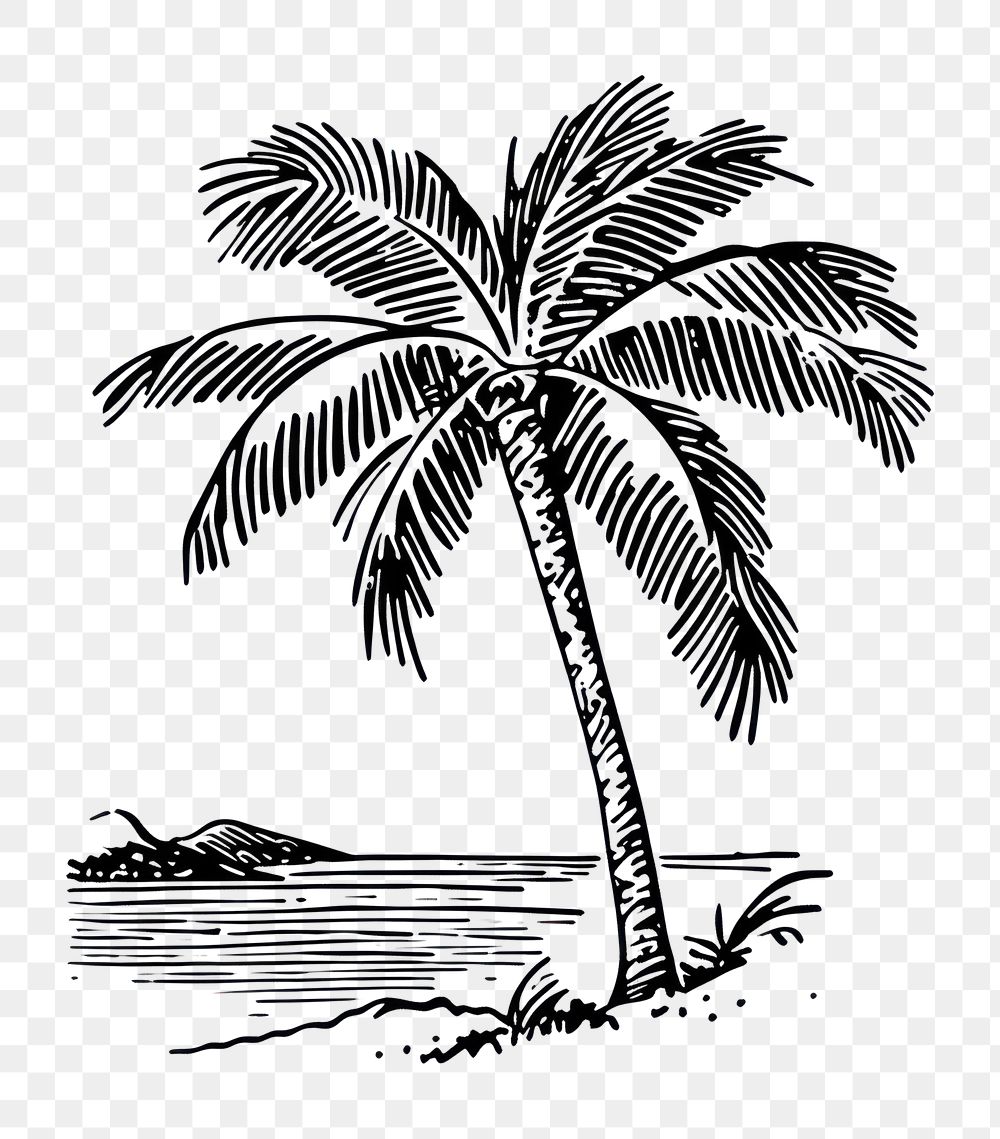 PNG Palm tree drawing sketch | Free PNG - rawpixel