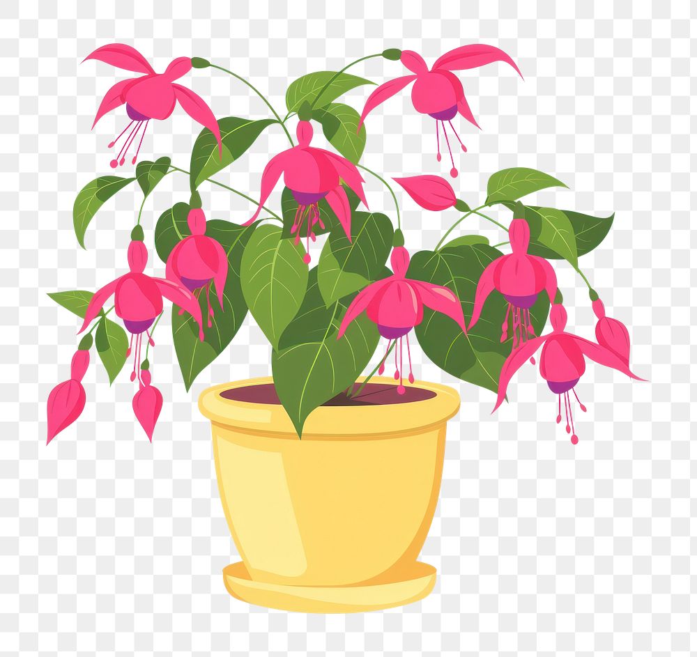 Fuchsia Plants In Pots Images | Free Photos, PNG Stickers, Wallpapers ...