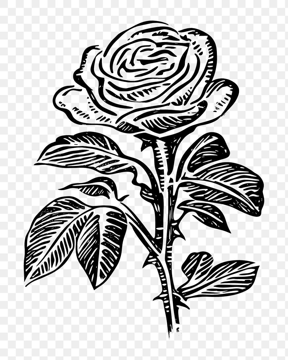 PNG Rose line art drawing | Free PNG - rawpixel