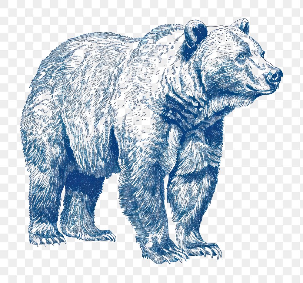 PNG Bear bear wildlife drawing. | Free PNG - rawpixel