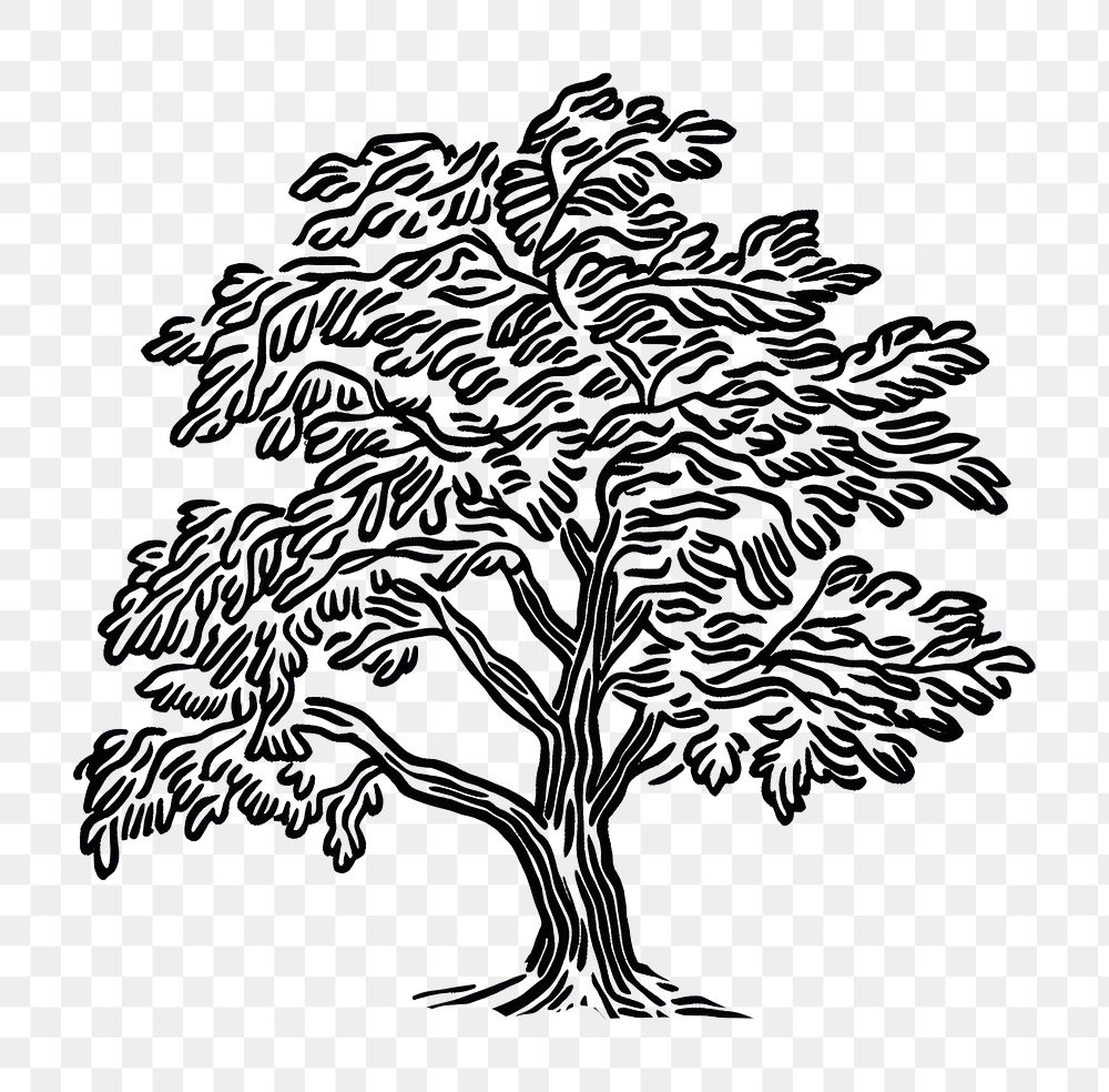 PNG Maple tree drawing art | Free PNG - rawpixel