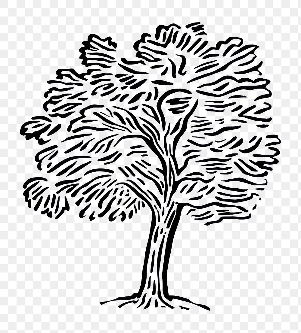 PNG Maple tree drawing art | Free PNG - rawpixel