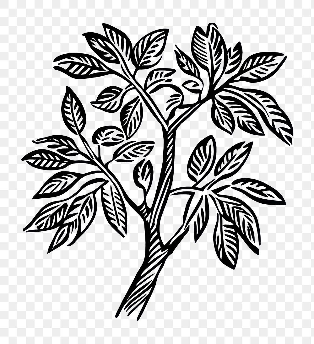 PNG Bay laurel tree drawing | Free PNG - rawpixel