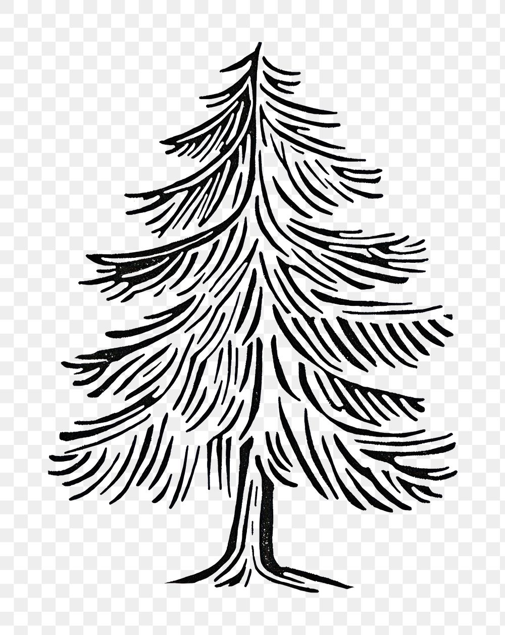 PNG Blue spruce tree drawing | Free PNG - rawpixel