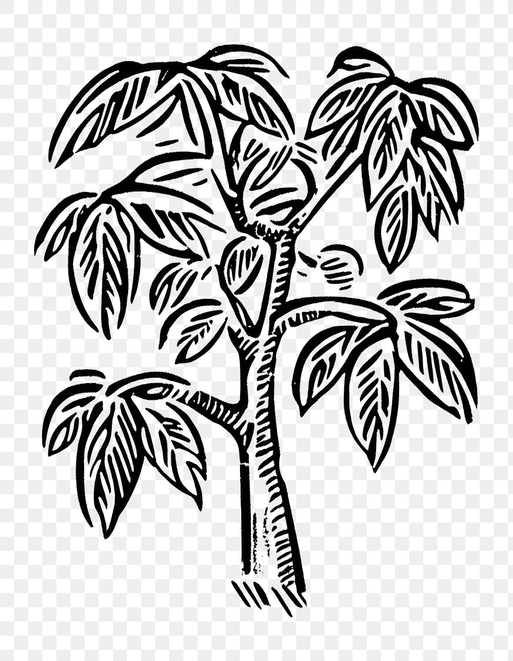 PNG Cacao tree drawing art | Free PNG - rawpixel