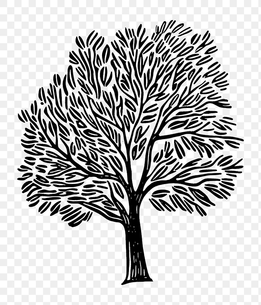 PNG European ash tree drawing | Free PNG - rawpixel