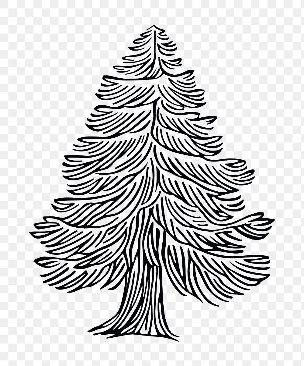 PNG Giant sequoia tree drawing | Free PNG - rawpixel