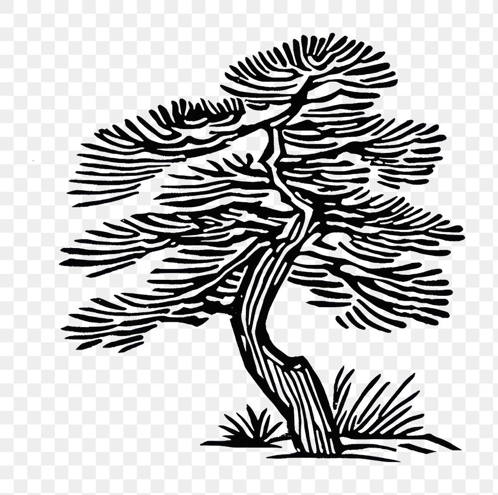 PNG Japanese cedar tree drawing | Free PNG - rawpixel