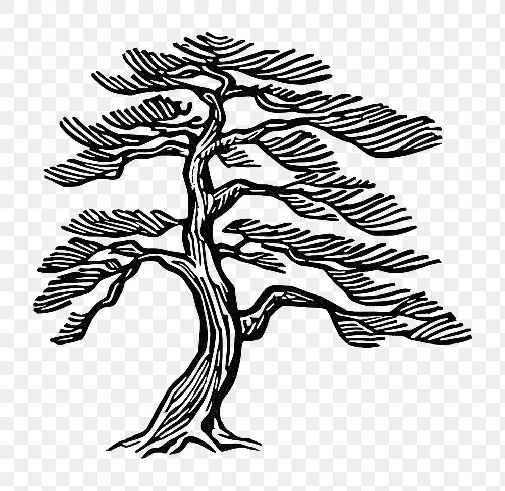 PNG Japanese cedar tree drawing | Free PNG - rawpixel