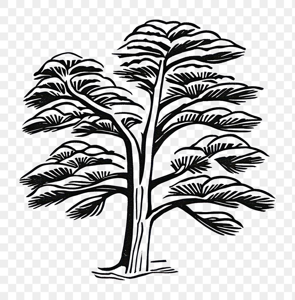 PNG Japanese cedar tree drawing | Free PNG - rawpixel