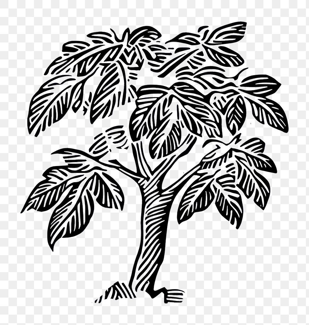 PNG Papaya tree drawing art | Free PNG - rawpixel
