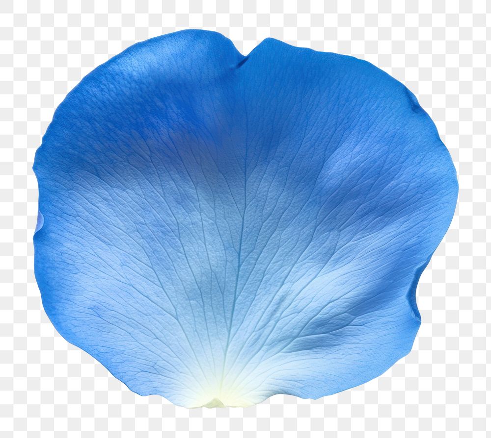 PNG Blue rose petal flower | Free PNG - rawpixel